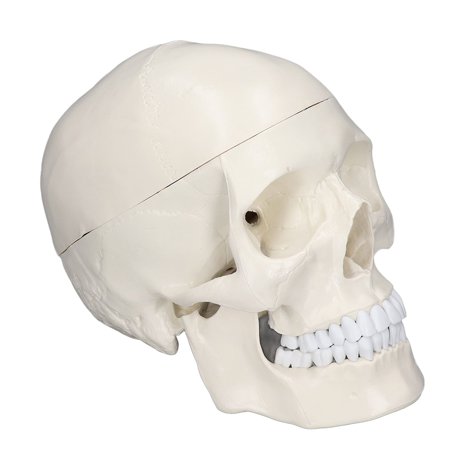 ANGGREK Simulation 1:1 Human Head Skull Model Removable PVC Skull Model ...