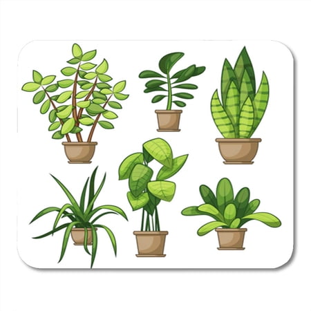 JSDART Pot Set of Different House Plants Vector Background Botanical ...