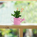 Small Watering Can Bucket for Flowers Succulents 1 Set Kids Friendly ...