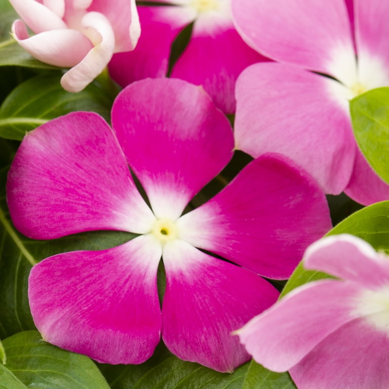 Vinca Flower