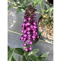 Bloomin' Easy Blueberry Pie Butterfly Bush Live Shrub, Vibrant Purple ...