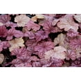 Mixed Heuchera, 3 plugs, one plant per plug - Walmart.com