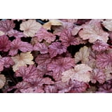 Mixed Heuchera, 3 plugs, one plant per plug - Walmart.com