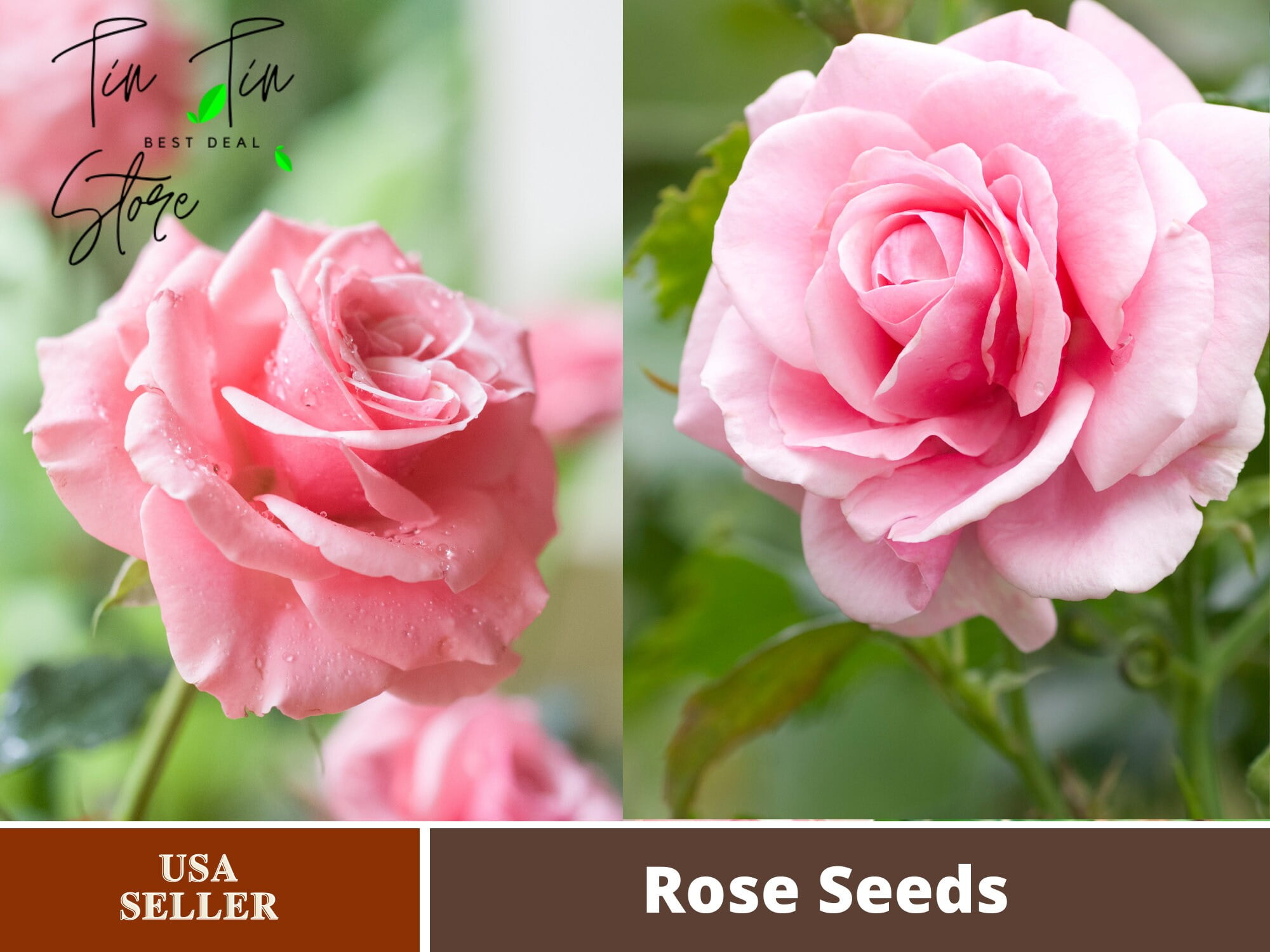 30 Rare Seeds-Pink Rose Flower Seeds-#1062-Authentic Seeds-Flowers ...