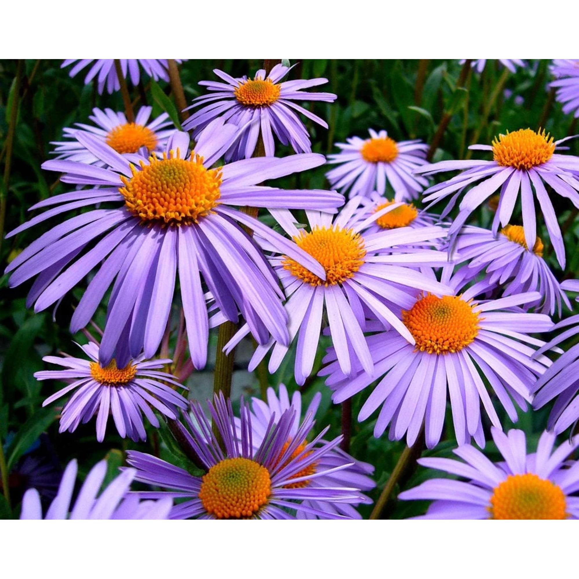 Click here for Seedville Usa 100 Purple New England Aster (Michae... prices