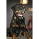 Show Dogs (DVD) - Walmart.com