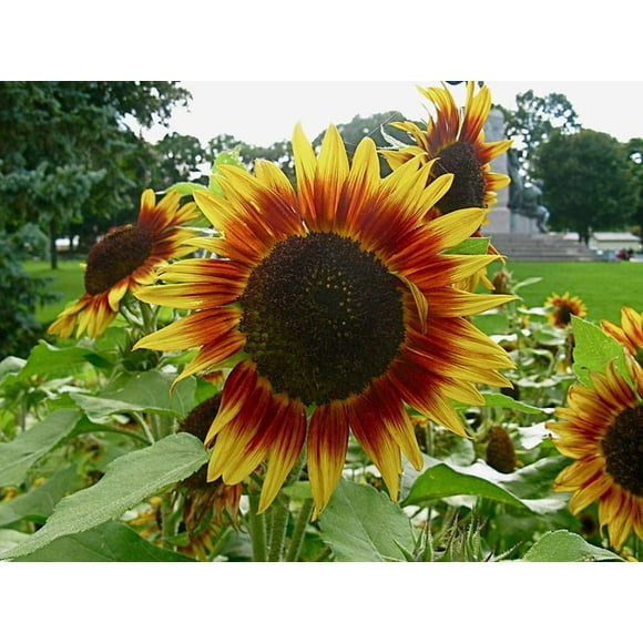 Giant Sunflower Plants