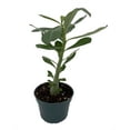 "Live Delivery - Potted Desert Rose Plant - Adenium obesum - Natural ...