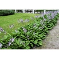 10 HOSTA ELEGANS Shade Lover Flower Seeds - Walmart.com