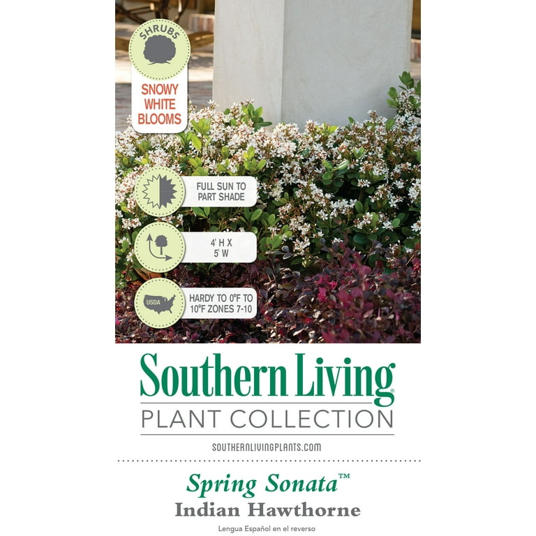 Indian Hawthorn Landscaping