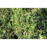 50 Seeds AUSTRIAN WINTER PEA Caley Flower Pisum Sativum Ground Cover ...