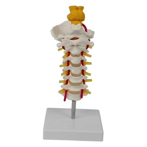 Lumbar Spine Model with Neck Artery Occipital Bone Disc Learning Puzzle ...