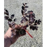 ( 1 ) - Daruma Dwarf Loropetalum - Starter Plant ( 5m ) ( 1 live plant ...