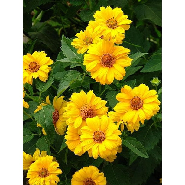 50 SUMMER SUN SUNDROPS Yellow Heliopsis Scabra False Sunflower Flower ...