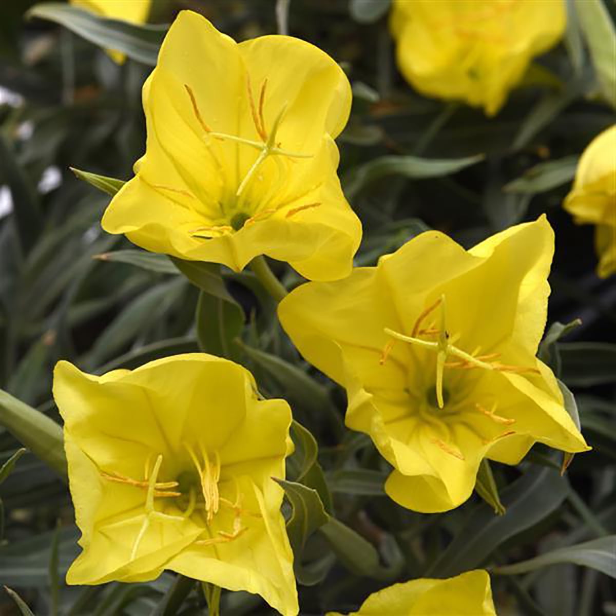 Evening Sun Primrose Perennial - Oenothera missourensis - Quart Pot - Walmart.com