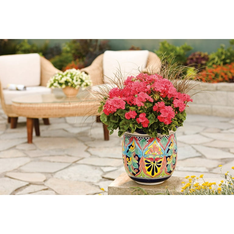 Geranium Plant Coral