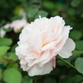 Heirloom Roses - Moonlight in Paris‚Ñ¢ Potted Live Shrub Rose Plant ...
