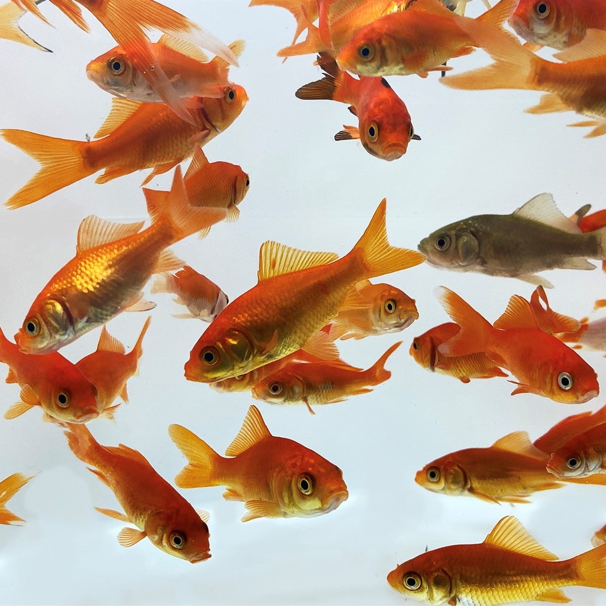 Feeder Common Goldfish by Toledo Goldfish - Walmart.com