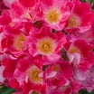 Heirloom Roses Pink Live Plant - St. Elisabeth of Hungary Shrub Rose ...