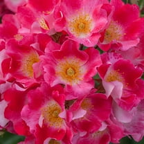 Heirloom Roses Pink Live Plant - St. Elisabeth of Hungary Shrub Rose ...