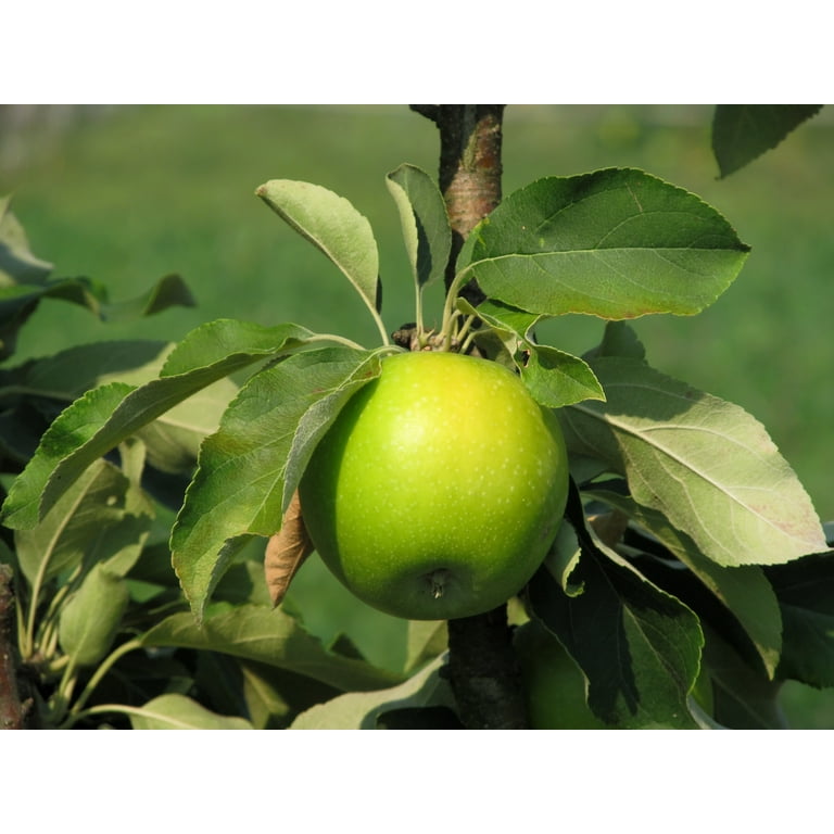 Green Apple Tree Photo