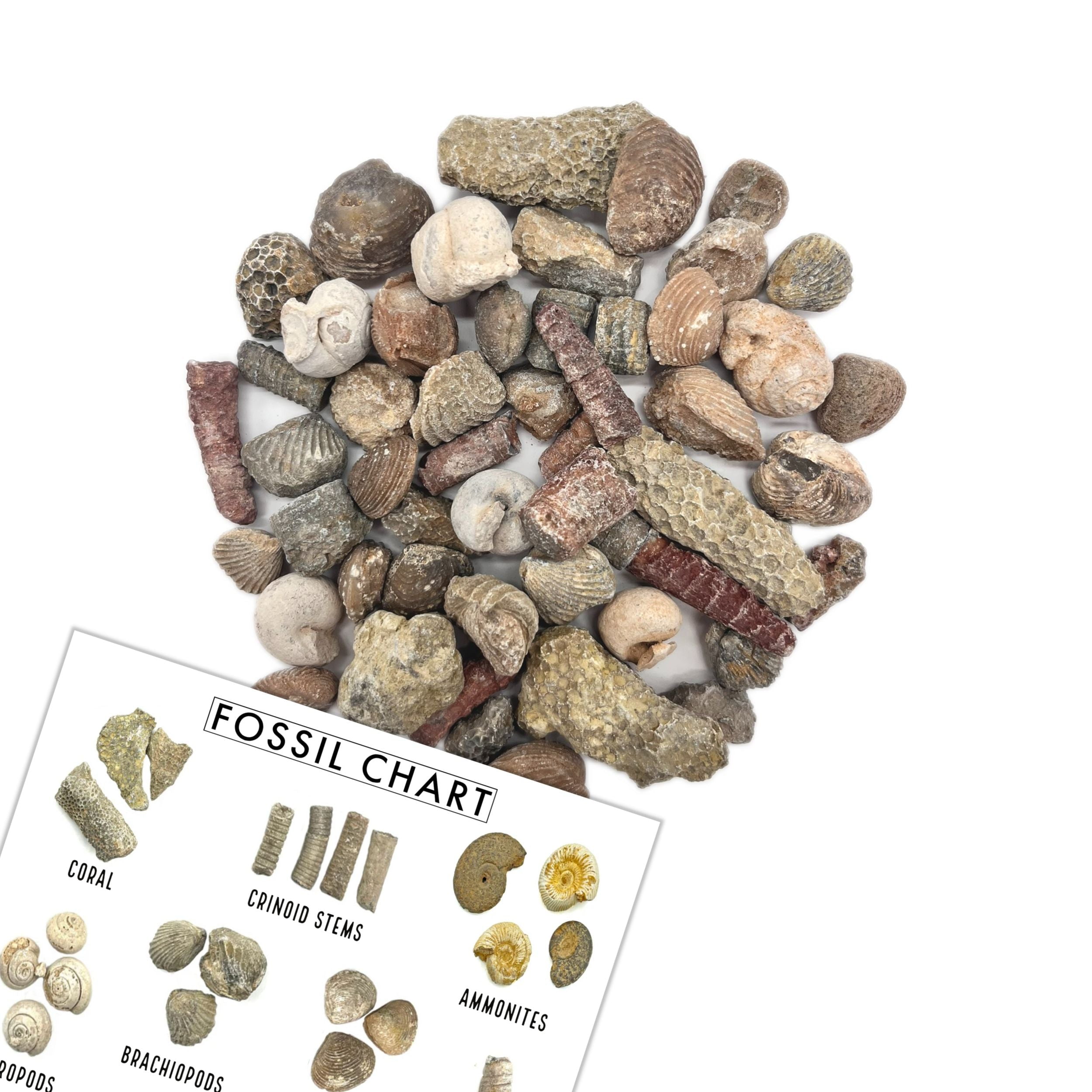 Fossil Mix | Bag of Genuine Fossils! - Walmart.com