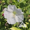 Aster Seed, Powder Puff Mix, 200 Seeds Beautiful Vivid Bright Anuual ...