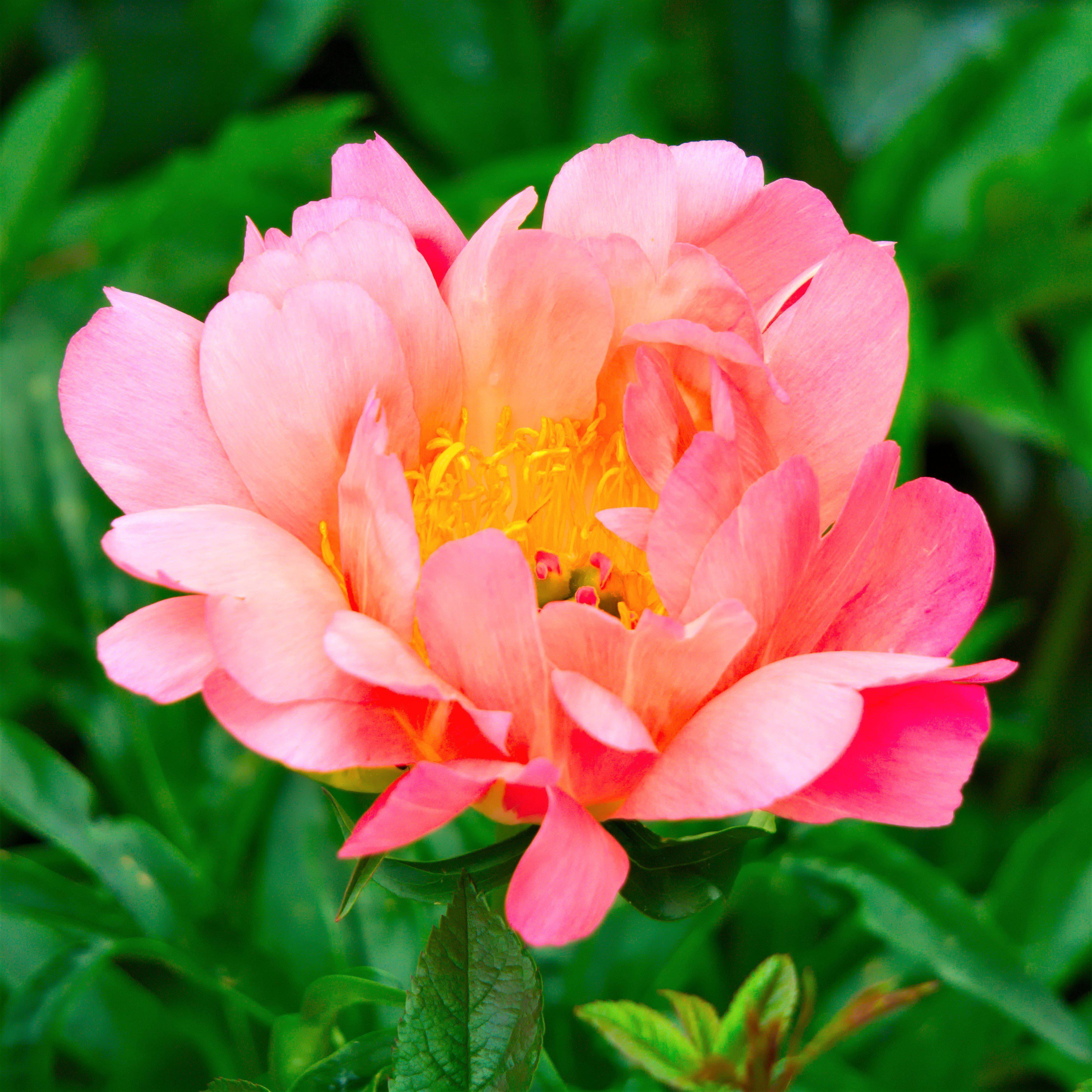 Coral Sunset Peony
