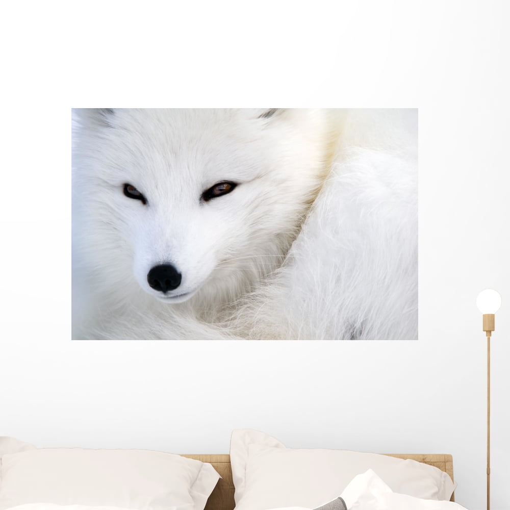 Arctic Fox Wall Mural by Wallmonkeys Peel and Stick Graphic (36 in W x ...