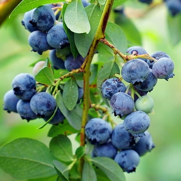 Tifblue Rabbiteye Blueberry 7 gal. Grower Pot - Walmart.com
