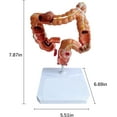 qczoyp Science Anatomy Physiology Model: Human Large Intestine ...