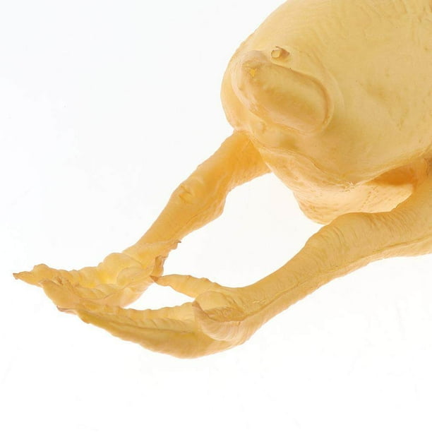 Maoww Realistic Artificial Food PVC Fake Roast Chicken Plain Chicken ...