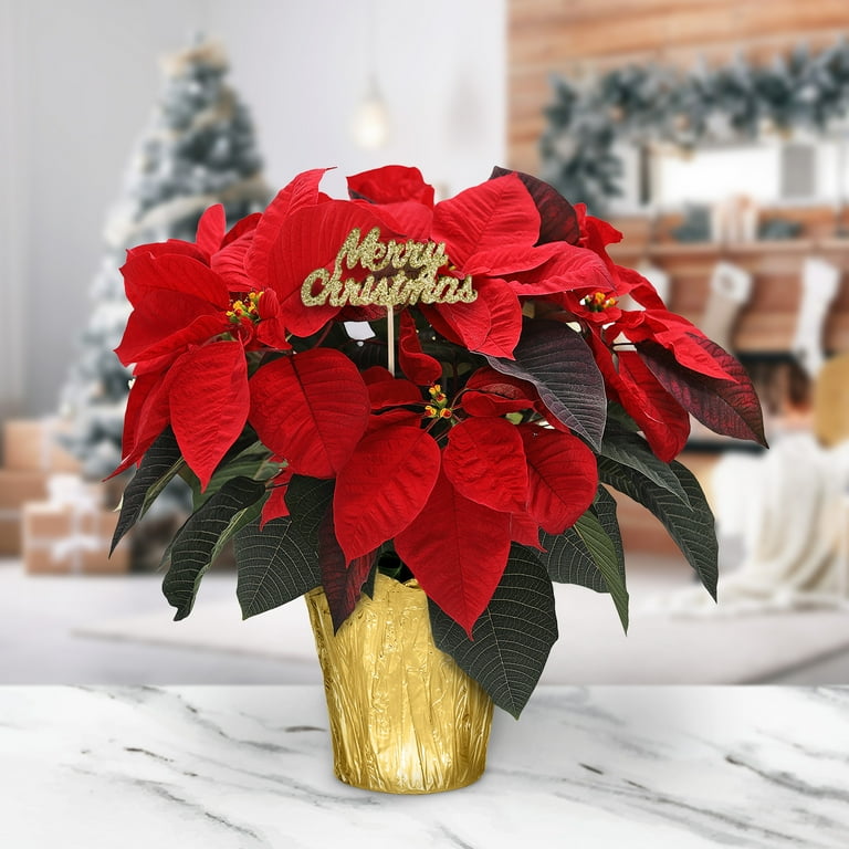 Live Christmas Container Plants