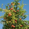 1 Year Old Pomegranate Tree Live Plant Seedlings in 4" Pot for Outdoor ...