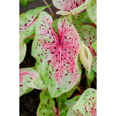 10 Florida Sweetheart Caladium Bulbs for Planting - Perennial Hosta ...