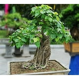 30 Banyan Bonsai Tree Seeds - Ficus benghalensis - Indoor/Outdoor ...