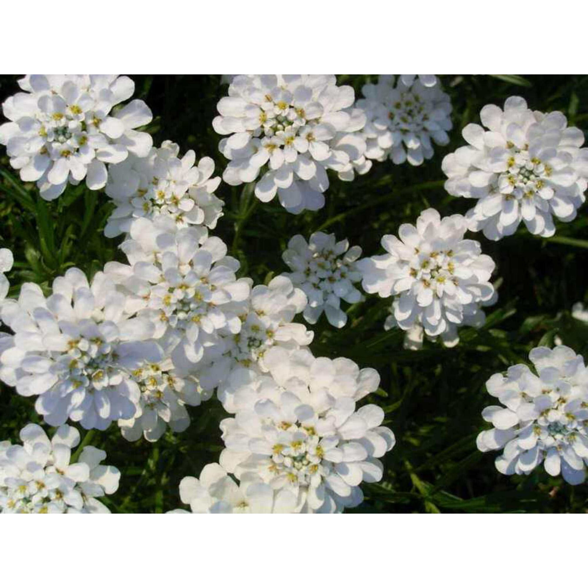 Click here for Seedville Usa 1000 White Empress Candytuft Iberis... prices