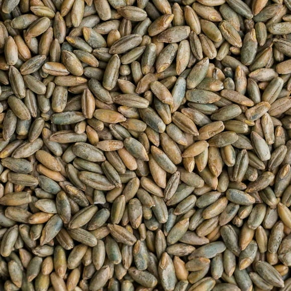 Rye Berries Bulk
