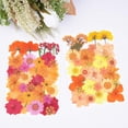 81Pcs Dried Fall Pressed Flowers for Crafts,YANTONG Dry Flower Kit for ...