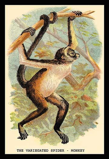 The Variegated Spider-Monkey- Fine Art Canvas Print (20" x 30 ...