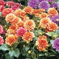 Mixed Border Dahlia Summer Flowering Bare Roots (5-Pack), Dormant - Walmart.com