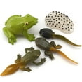 Mamejo Nature Frog Life Cycle - Walmart.com