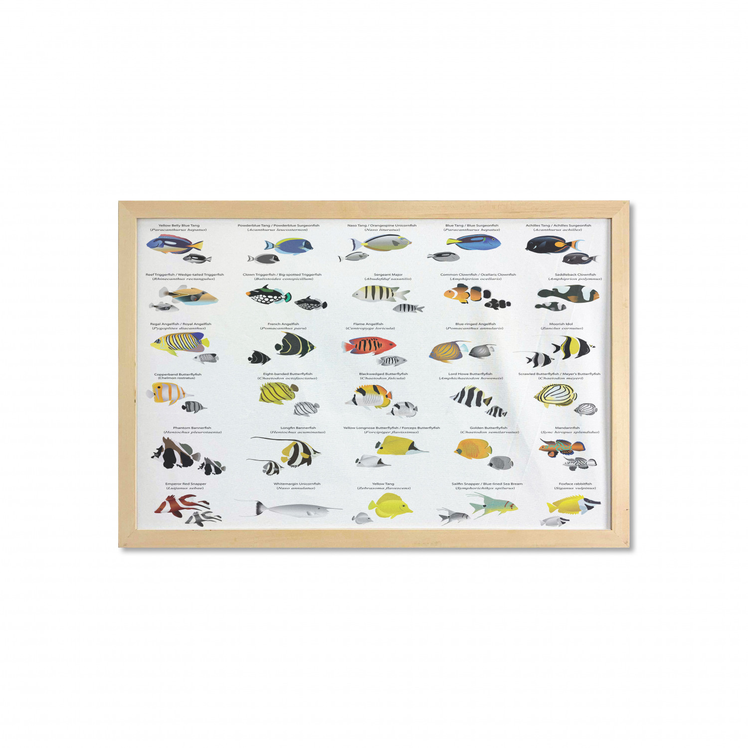 Ocean Wall Art with Frame, Illustration of Different Fish Species ...