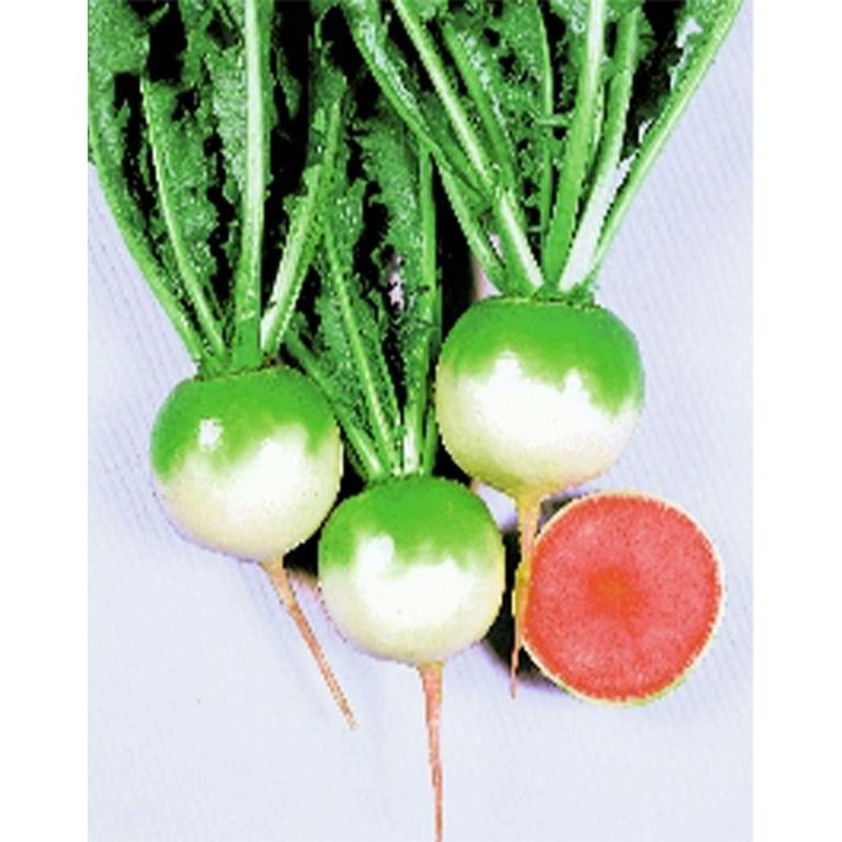 Labanos Plant 1250 WHITE ICICLE RADISH Raphanus Sativus Seeds *CombSH ...