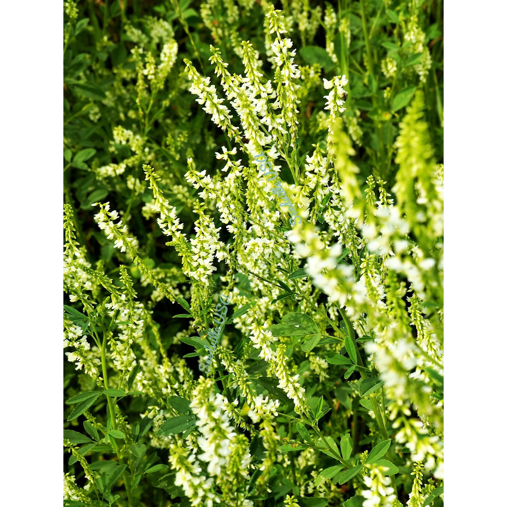 Click here for Seedville Usa 1500 White Blossom Sweet Clover Meli... prices