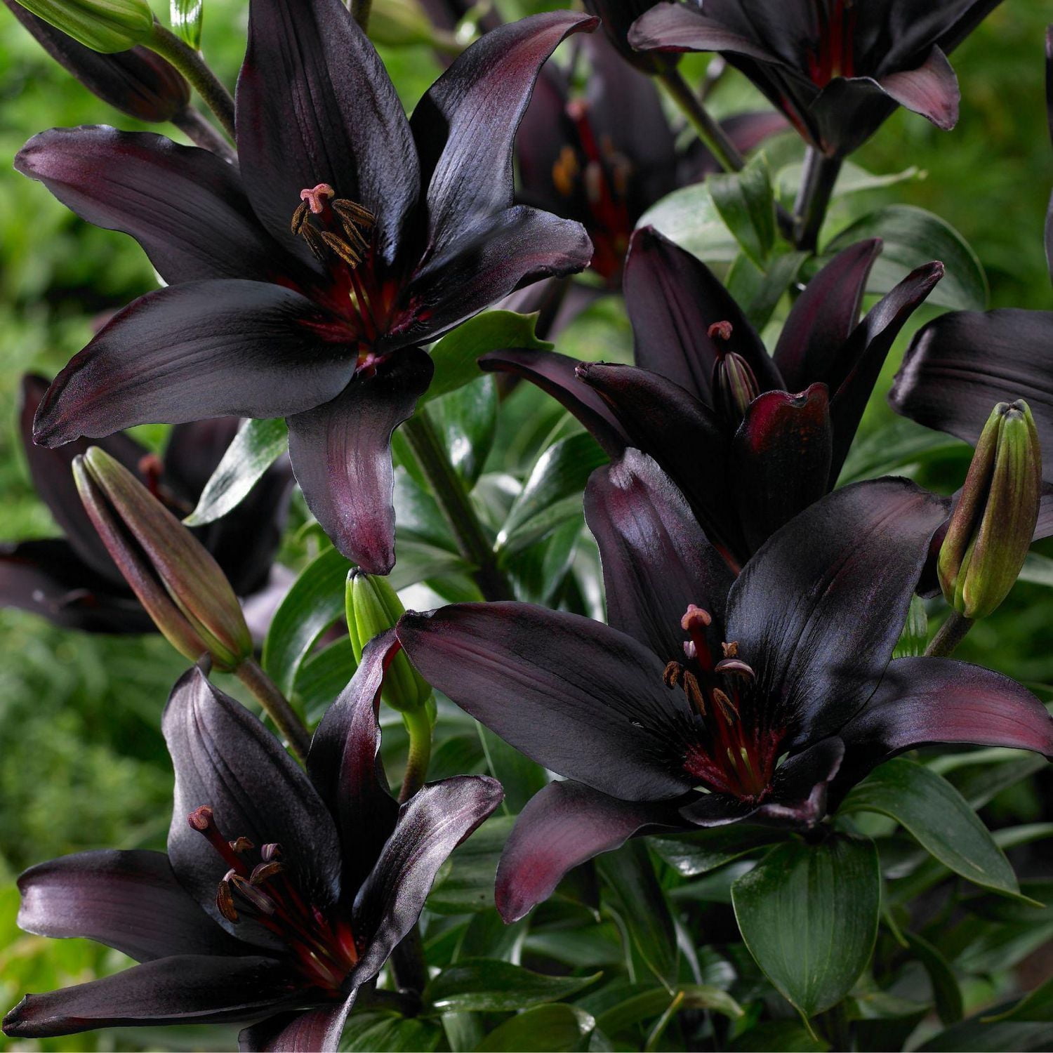 Click here for Tasc Flower Bulbs Lilium Asiatic Hybrid Landini (3... prices