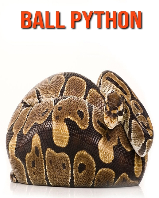 Ball Python : Incredible Pictures and Fun Facts about Ball Python ...
