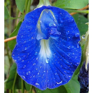 Blue Butterfly Pea Tea Seeds Double Flowered Premium Seeds Packet ...