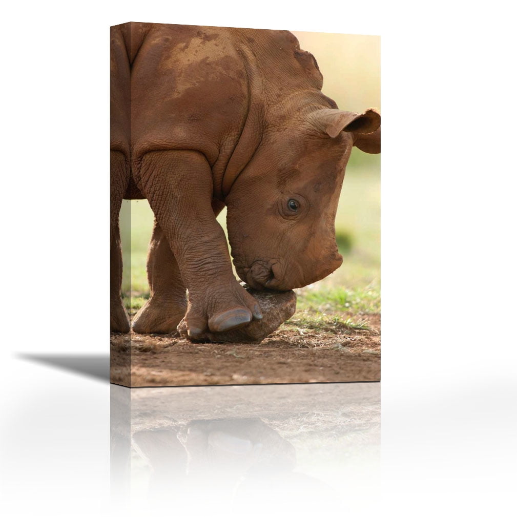 White Rhinoceros calf playing with a rock, Rhino and Lion Nature ...