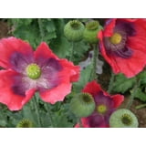 100 Seeds HENS and CHICKS Poppy Hens & Chickens Breadseed Lettuce Leaf ...